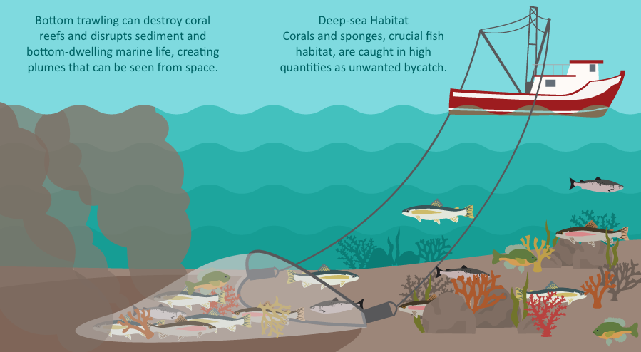 Trawling | KAYHAN LIFE